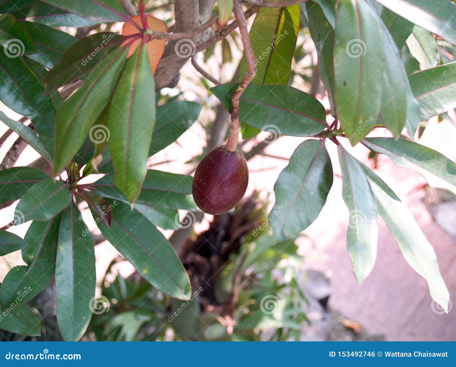 Reddish Brown Lace on the Tree Stock Photo - Image of natural, garden ...