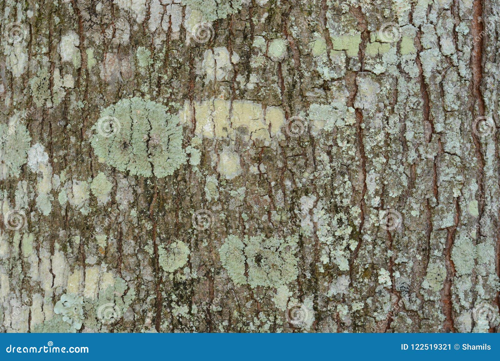 Texture of Mahogany Tree Trunk Stock Image - Image of mahogany, nature ...