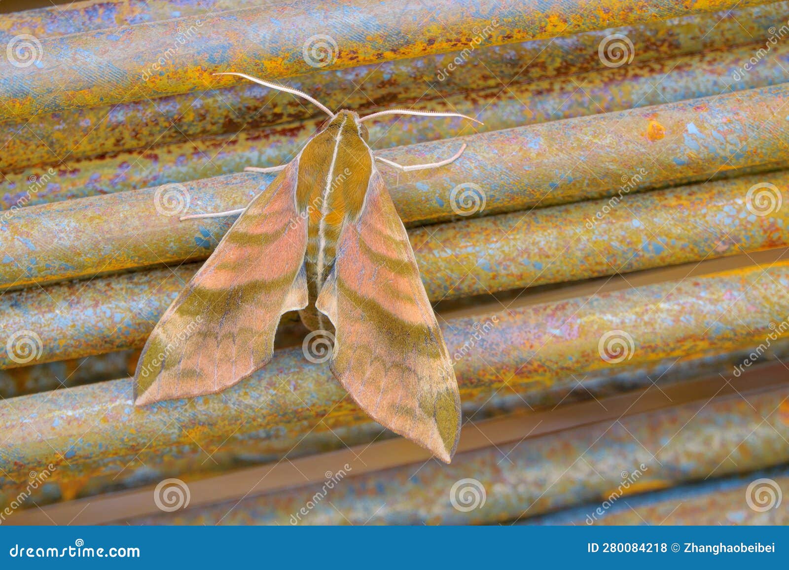 Brown Sphingidae Family Of Moths Royalty-Free Stock Photography ...