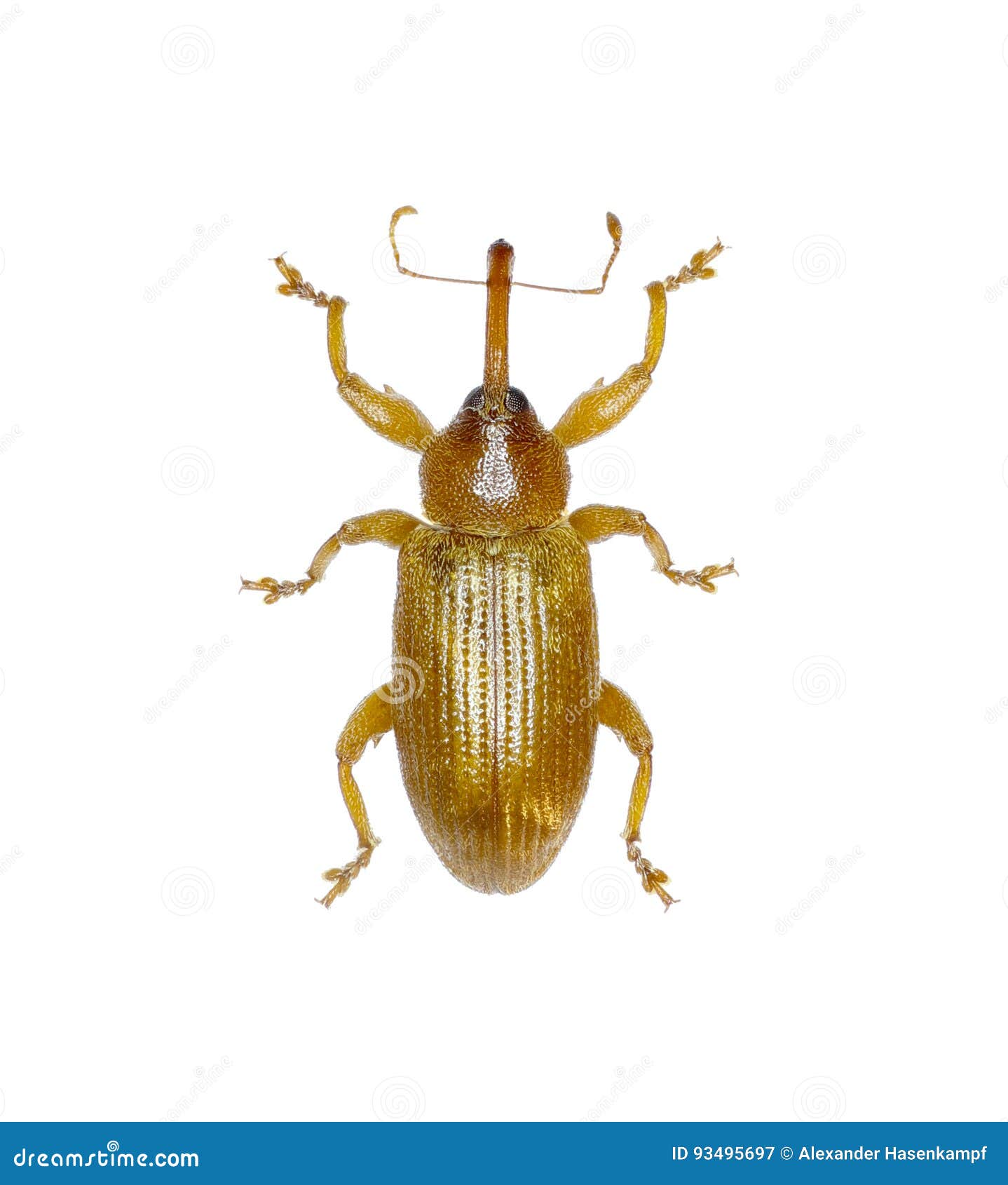 Reddish Brown Weevil Dorytomus on White Background Stock Image - Image ...