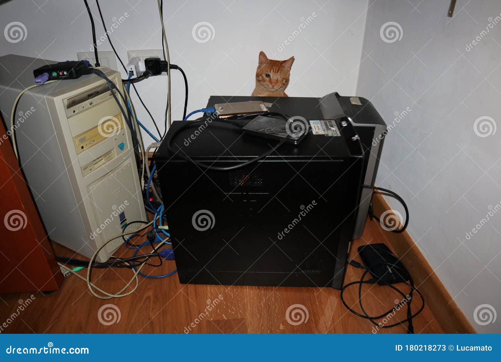 Cat Inside Computer