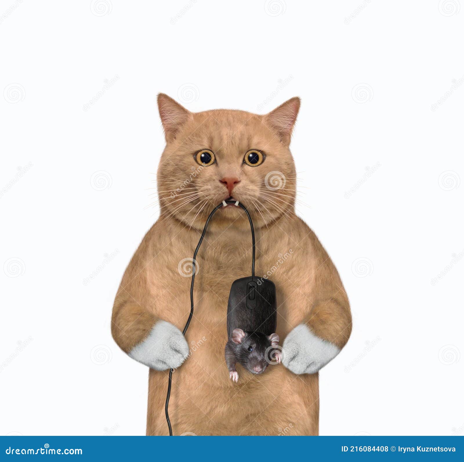 Cat Reddish Caught Computer Mouse Stock Photo - Image of prey, mouse ...
