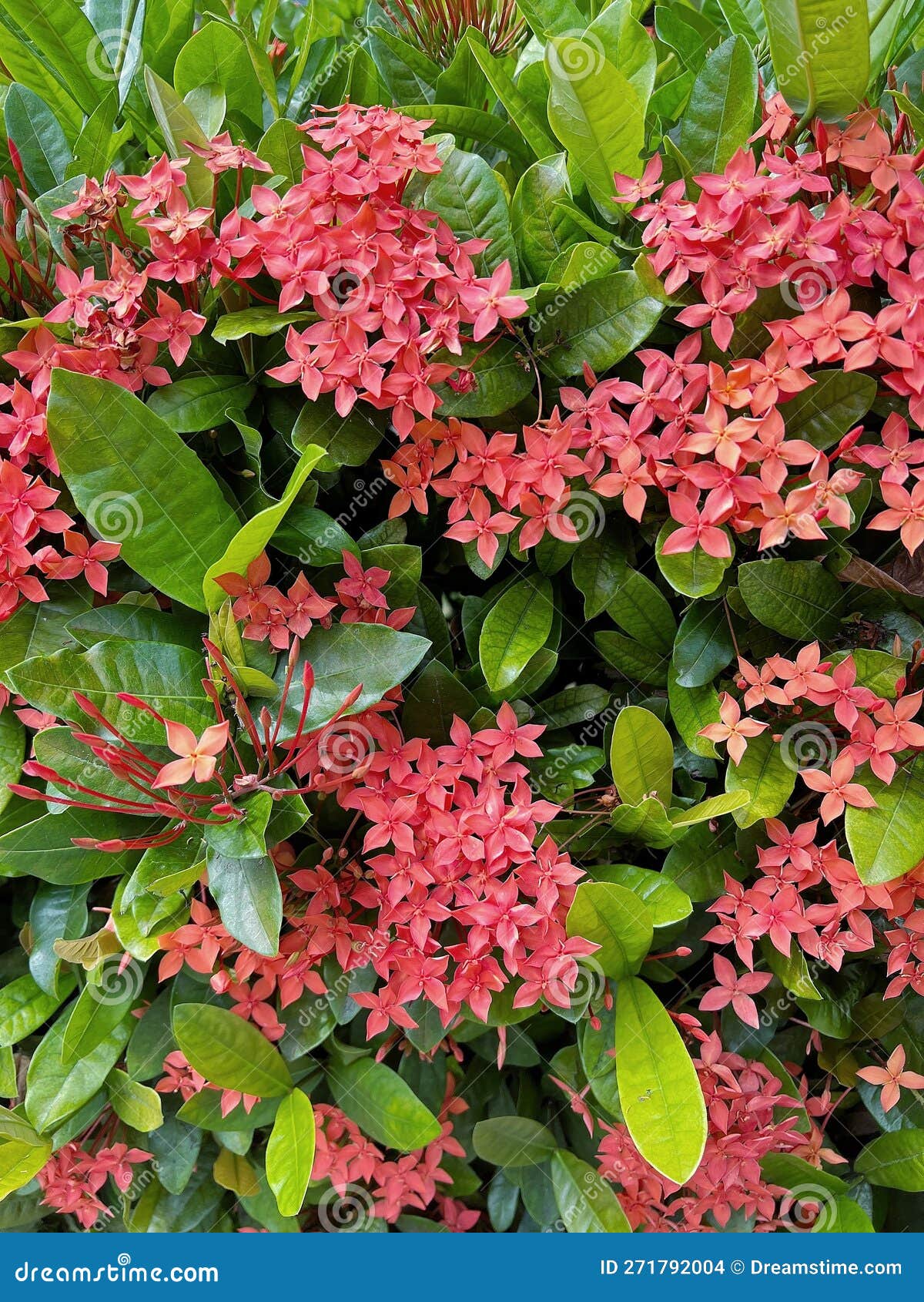 Reddish Colored Chinese Ixora Bush Stock Photo - Image of rubiaceae ...