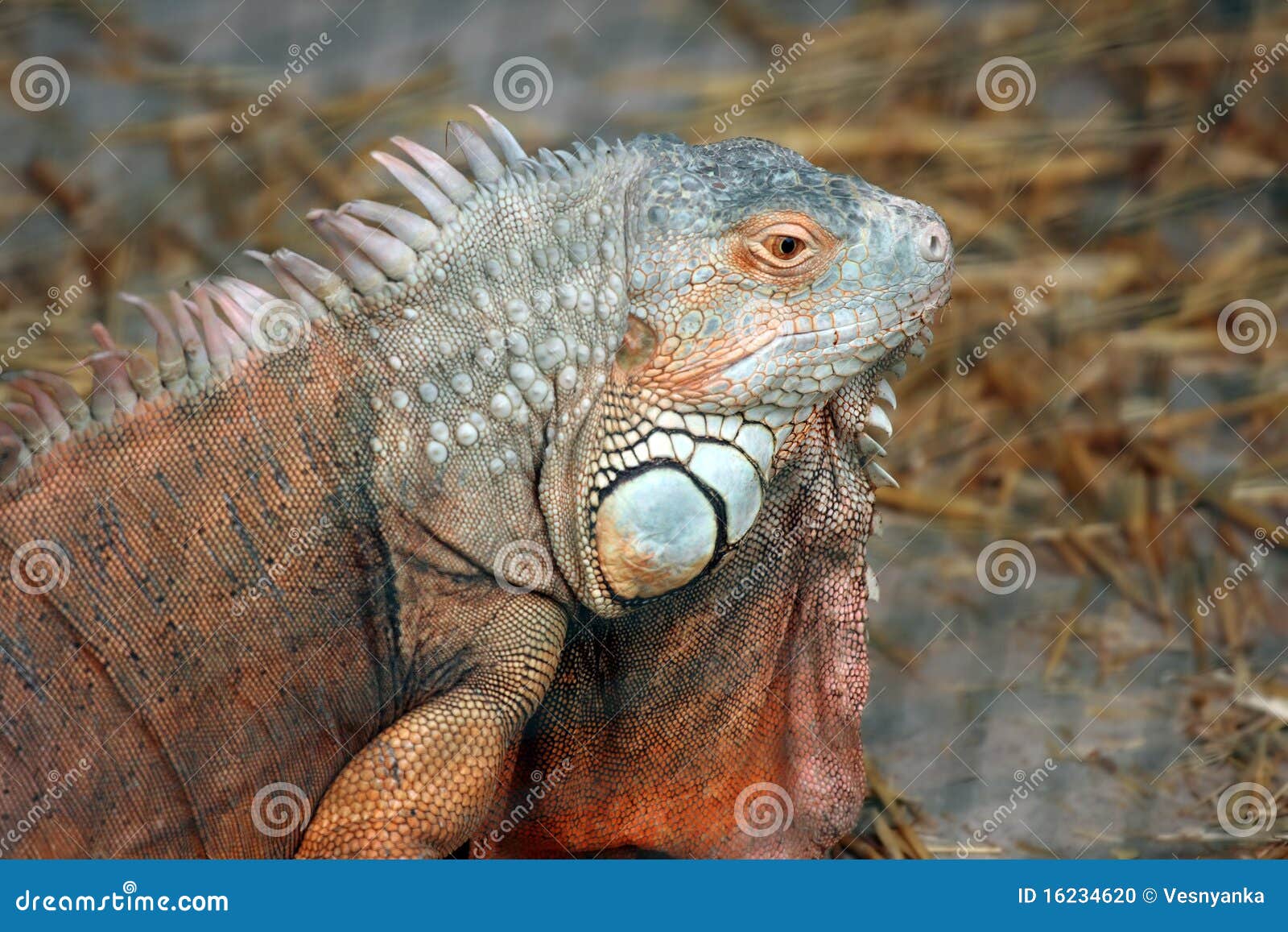 Reddish Colored Green Iguana Stock Photo - Image of iguana, head: 16234620