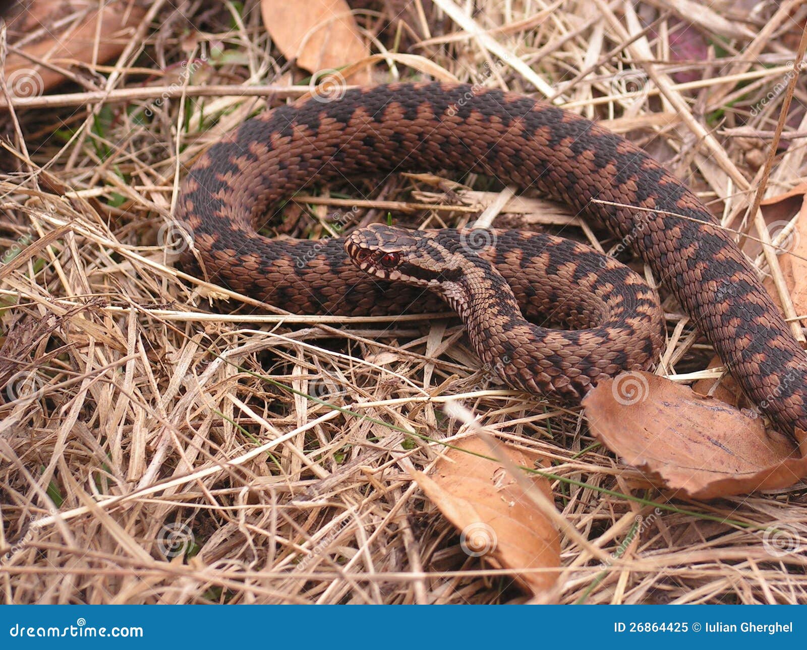 Reddish common adder stock image. Image of closeup, adder - 26864425