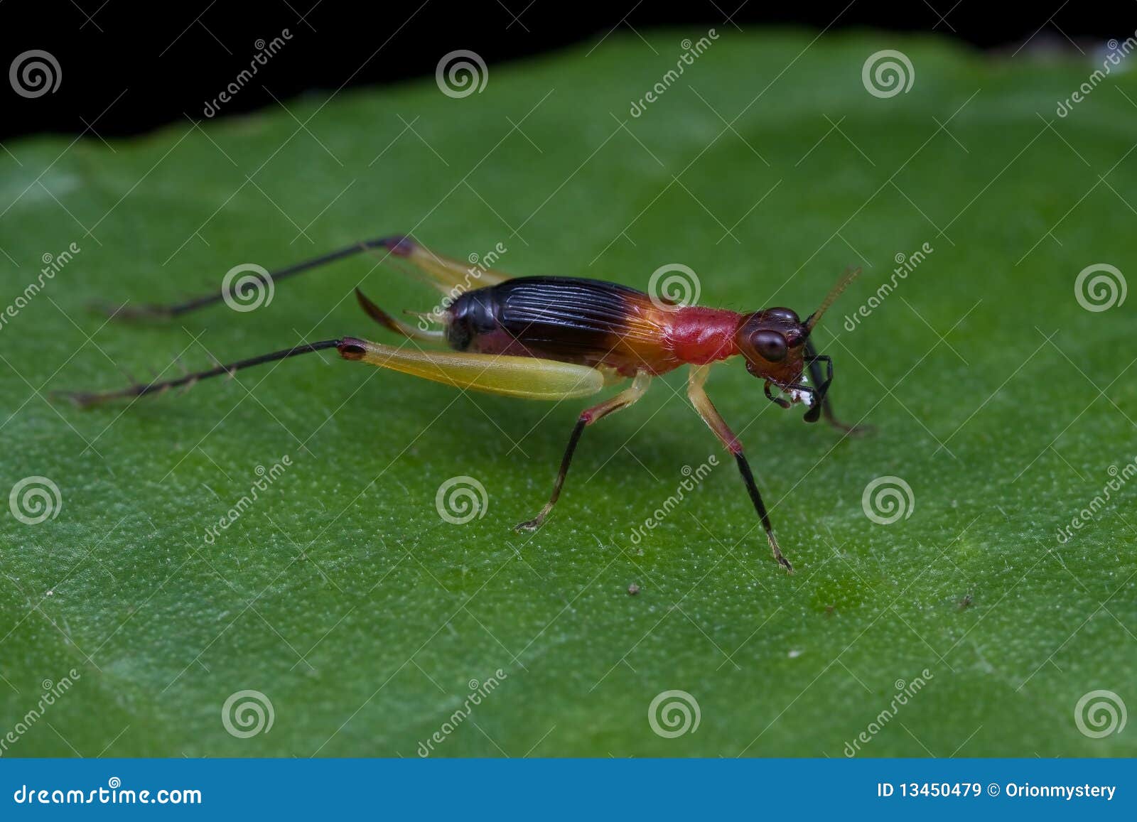 A reddish cricket stock image. Image of foliage, garden - 13450479