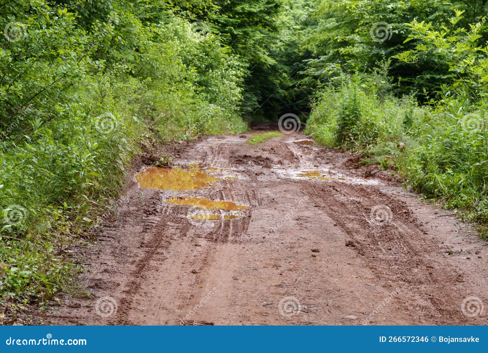 Reddish Dirt Road in the Forest with Puddle Stock Photo - Image of ...