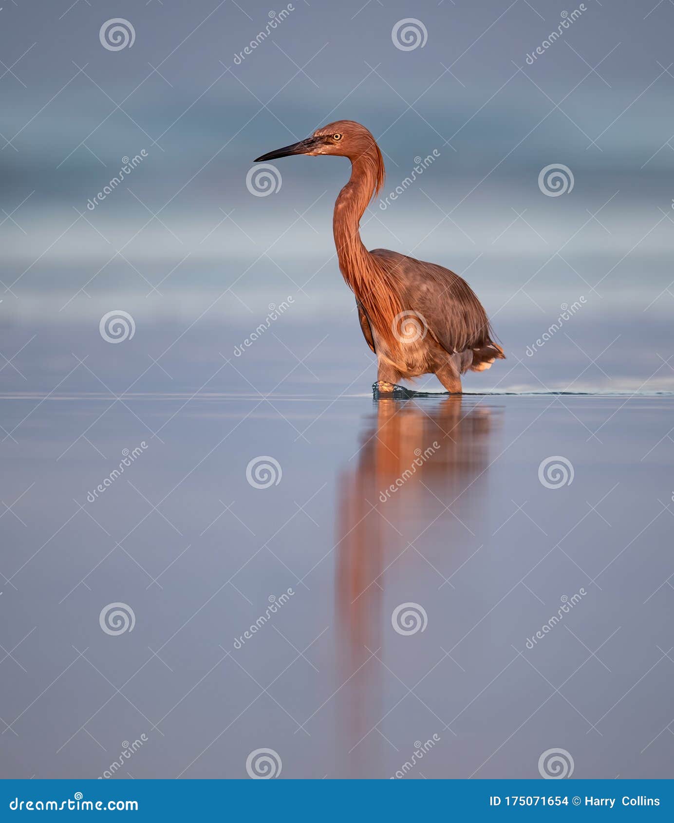 A Reddish Egret in Florida stock photo. Image of florida - 175071654