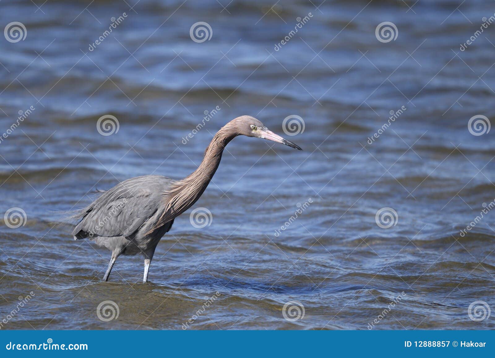 Reddish Egret, Egretta Rufescens Stock Image - Image of reddish, north ...