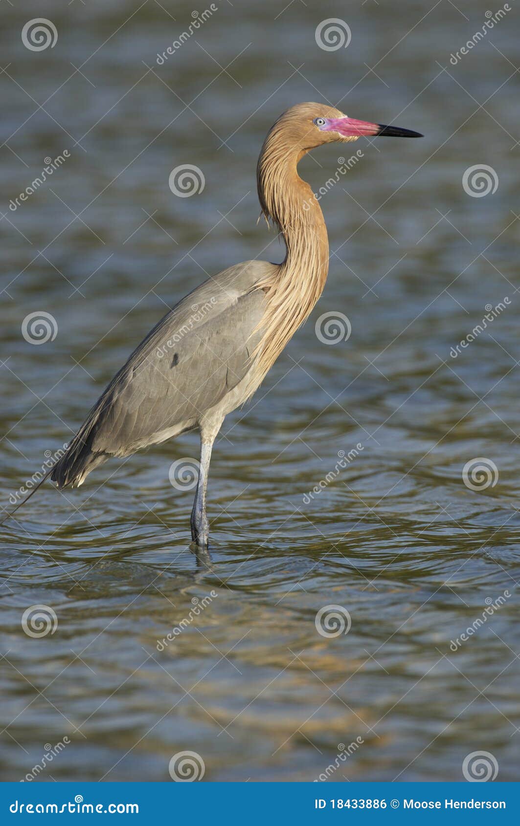 Reddish Egret, Egretta Rufescens Stock Photo - Image of water, colors ...