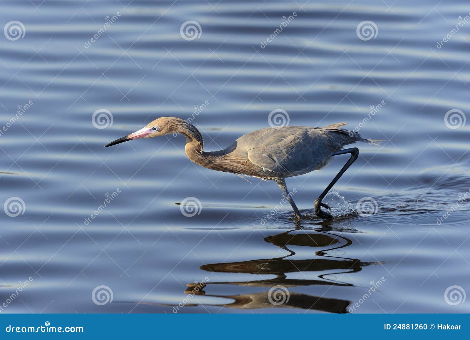Reddish Egret, Egretta Rufescens Stock Photo - Image of portrait, bill ...