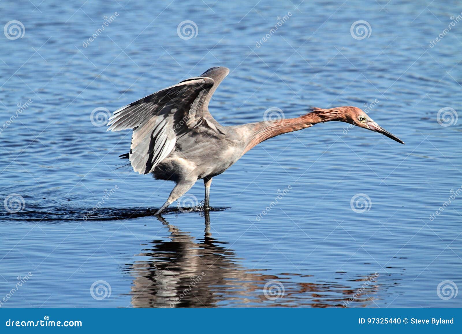 Reddish Egret Egretta Rufescens Stock Photo - Image of fauna, rufescens ...
