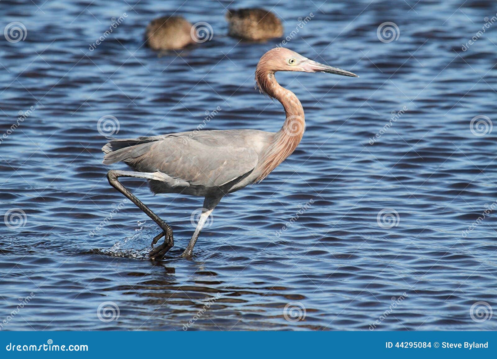 Reddish Egret (Egretta Rufescens) Stock Photo - Image of wildlife, gulf ...