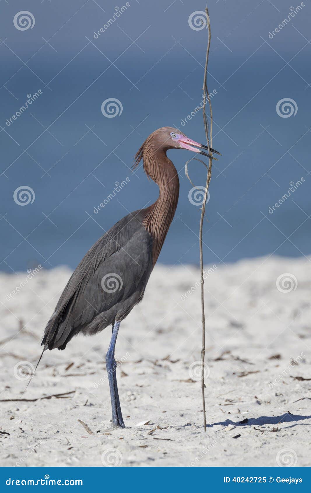 Reddish Egret Egretta Rufescens Stock Image - Image of beak, reddish ...