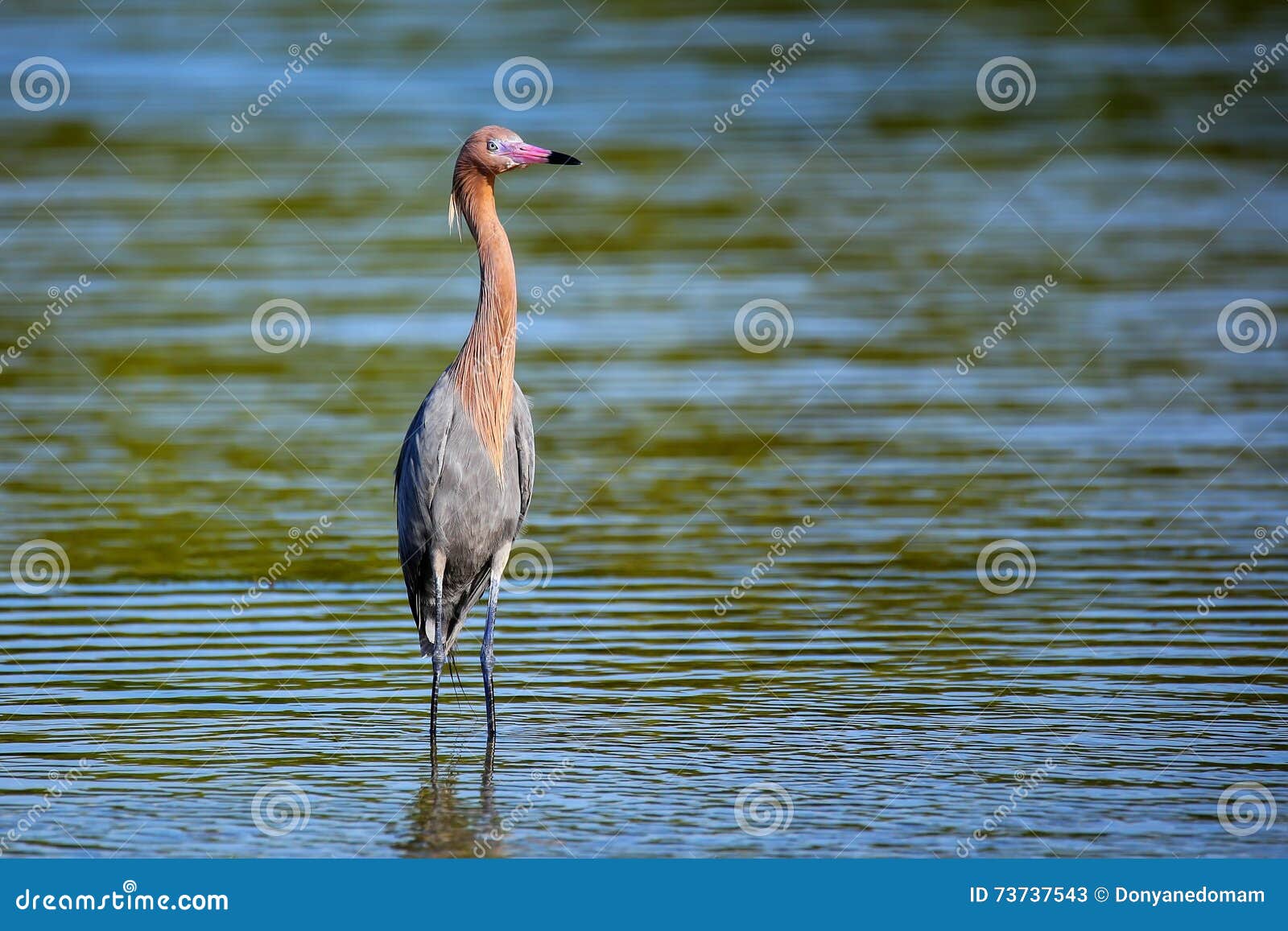 Reddish Egret (Egretta Rufescens) Stock Image - Image of egretta, egret ...