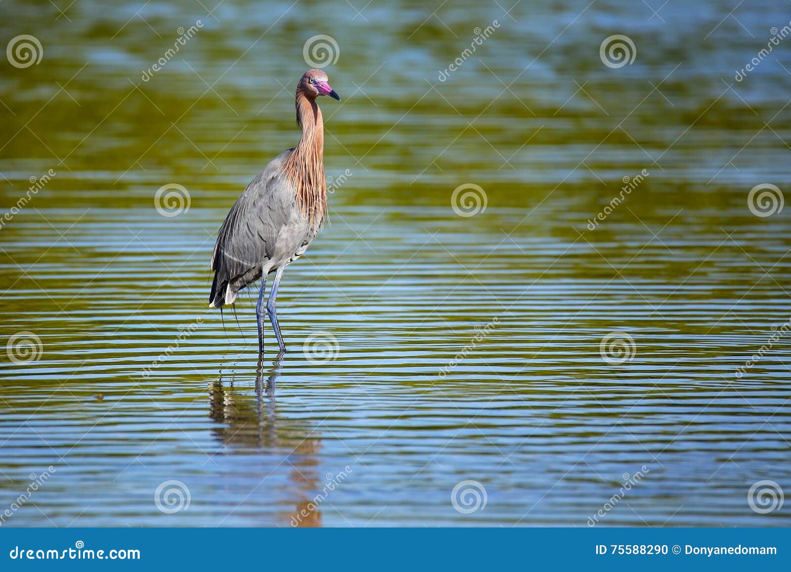 Reddish Egret (Egretta Rufescens) Stock Photo - Image of reddish ...