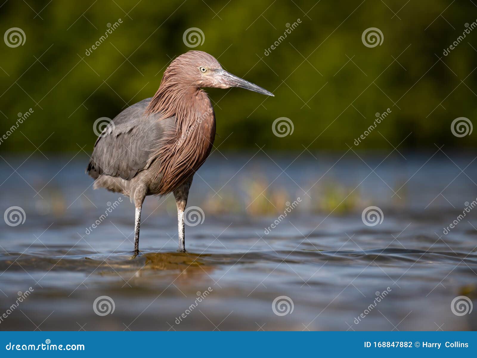 A Reddish Egret in Florida stock photo. Image of duck - 168847882