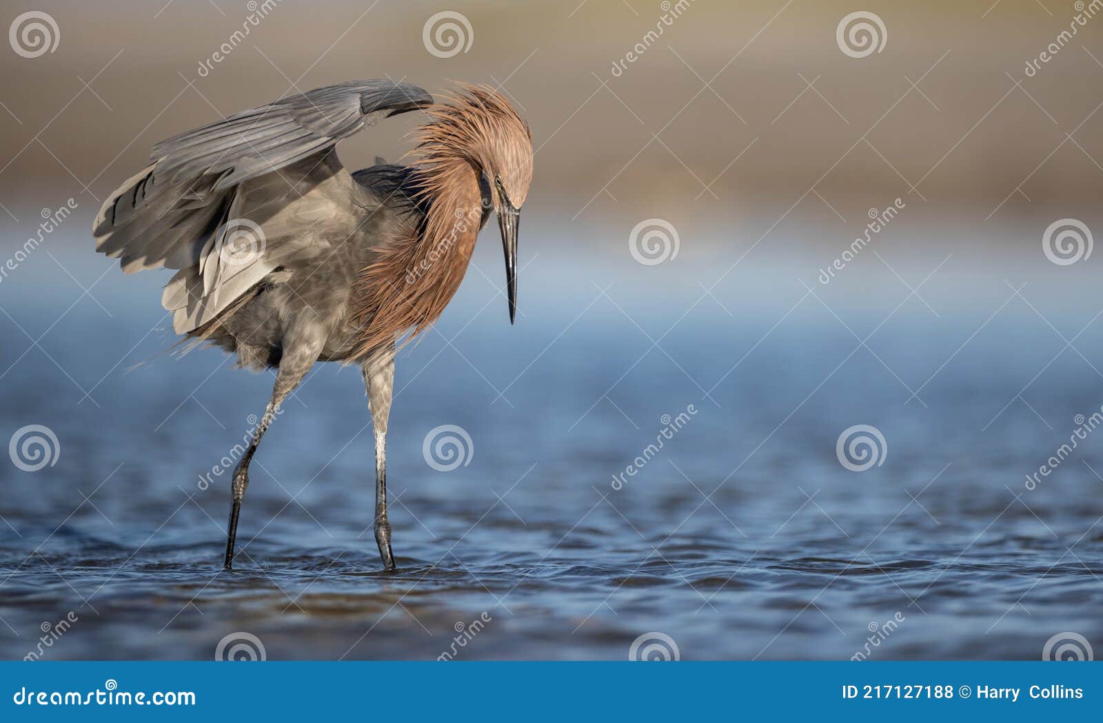 A Reddish Egret in Florida stock photo. Image of banff - 217127188