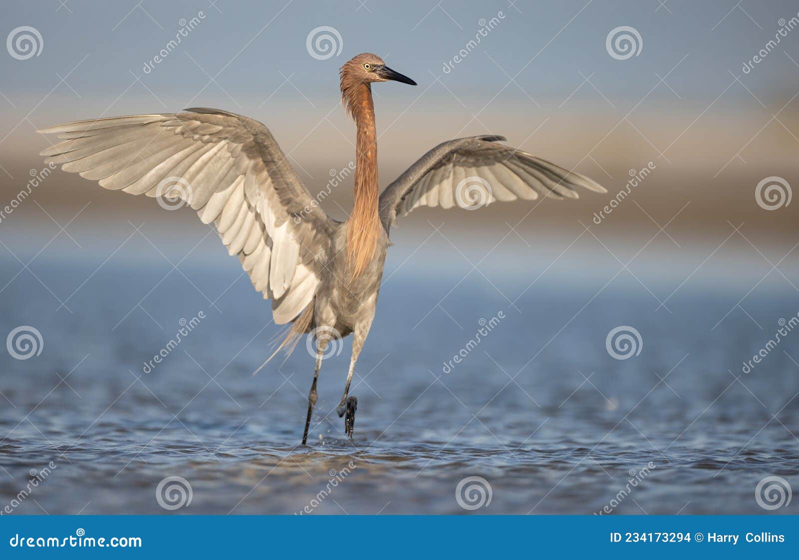 A Reddish Egret in Florida stock photo. Image of jasper - 234173294