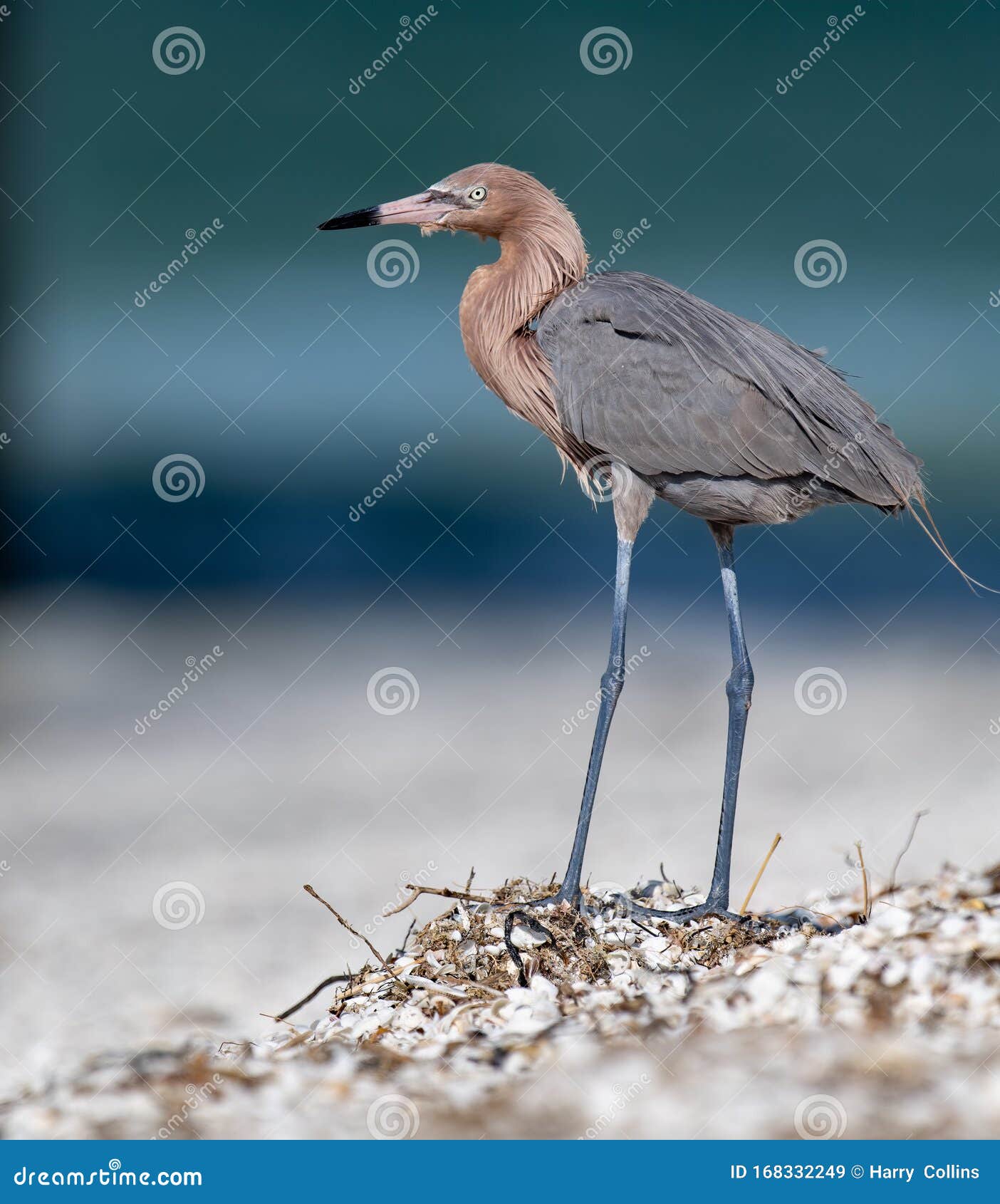 A Reddish Egret in Florida stock image. Image of endangered - 168332249
