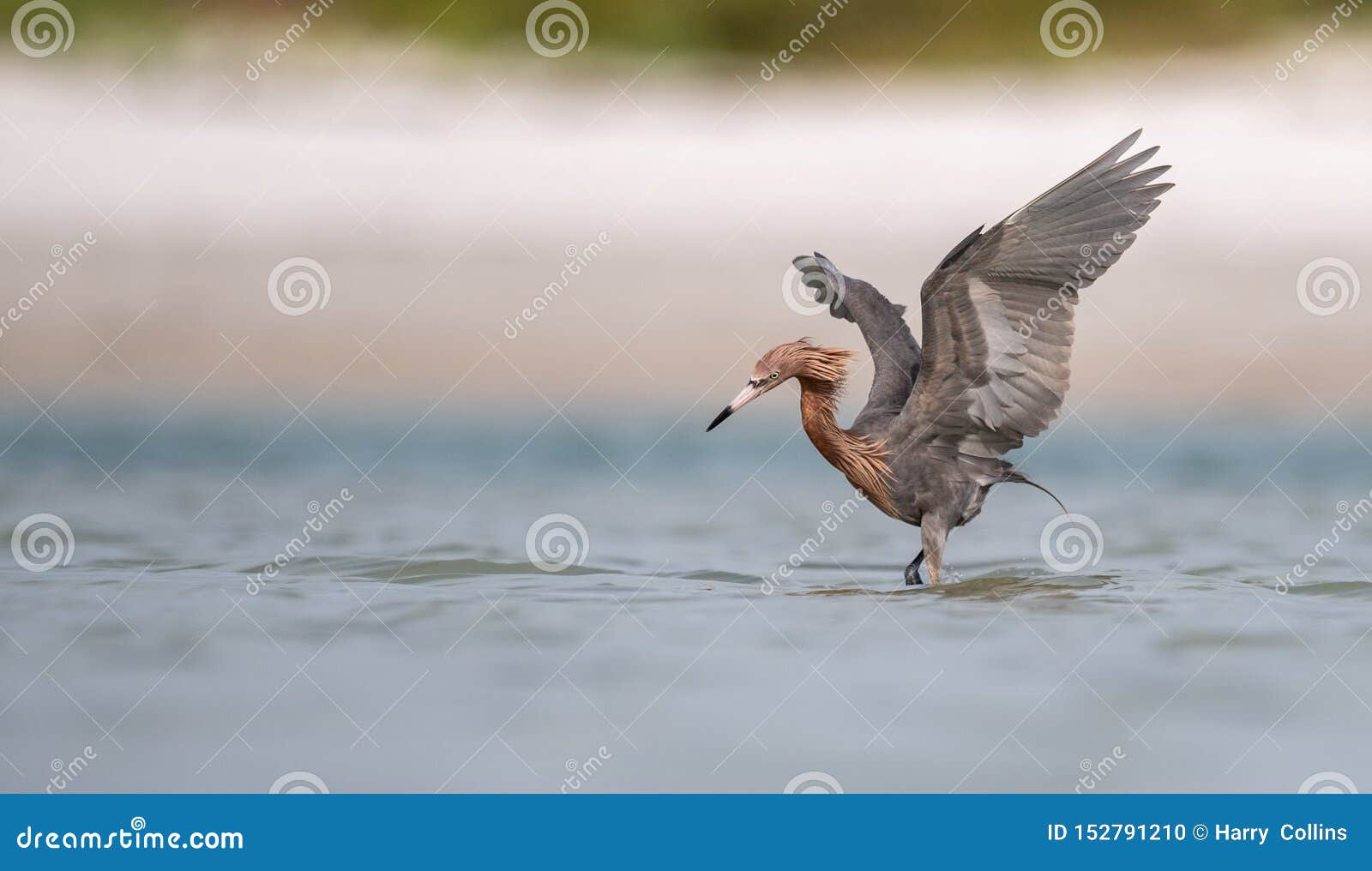 Reddish Egret in Florida stock photo. Image of lake - 152791210