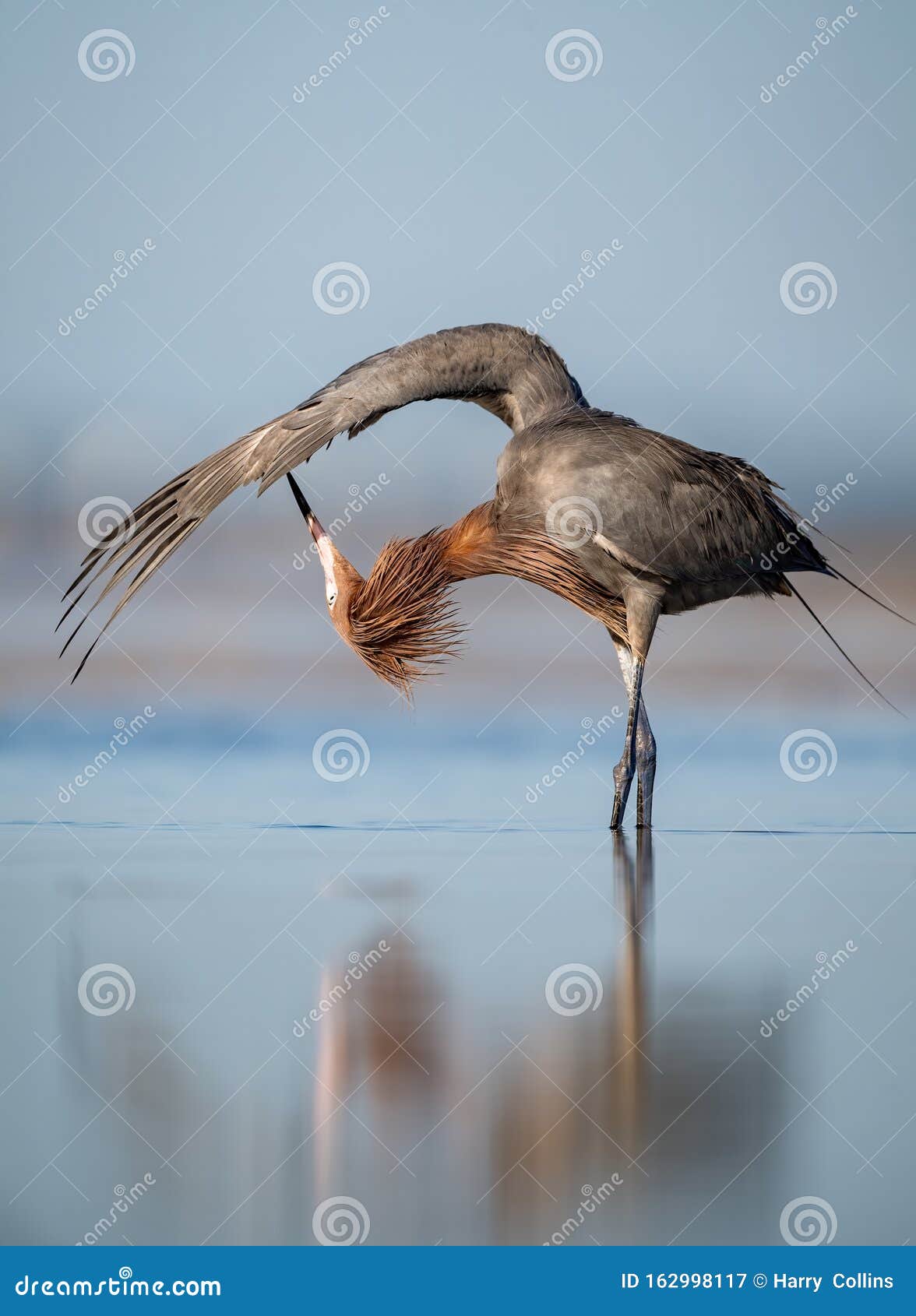 Reddish Egret in Florida stock image. Image of national - 162998117