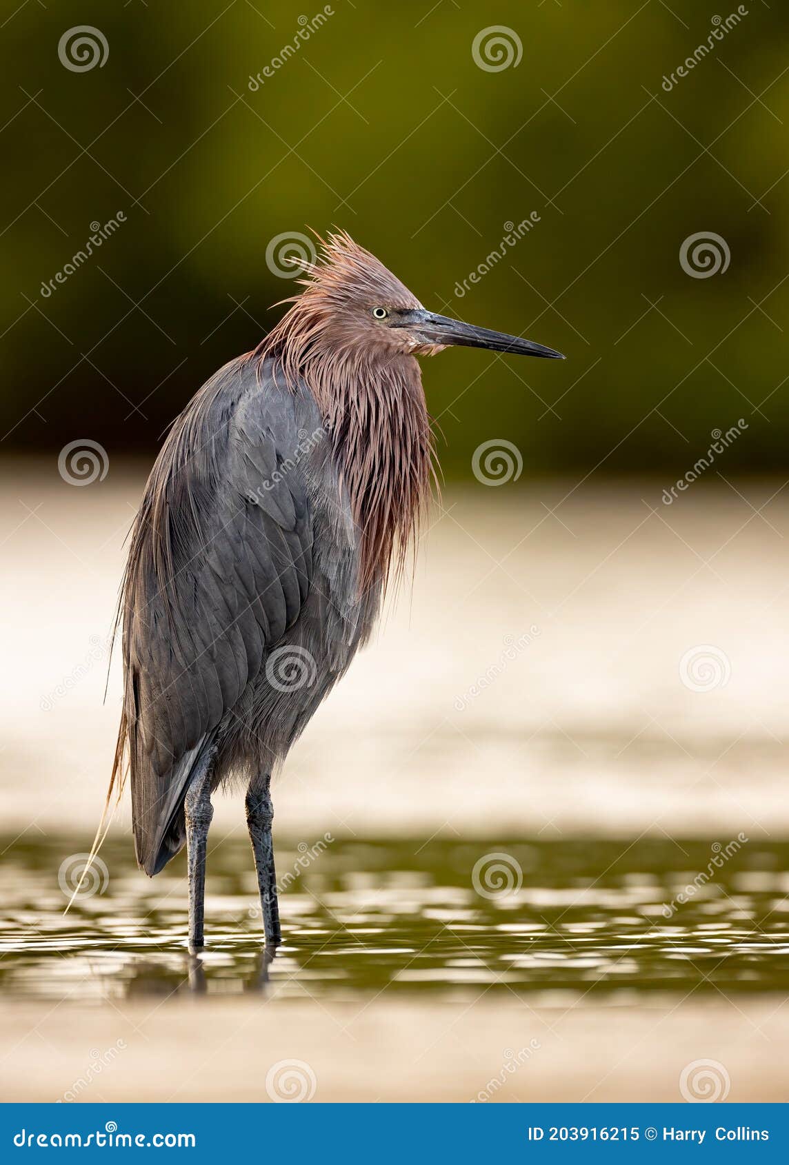 A Reddish Egret in Florida stock image. Image of flying - 203916215