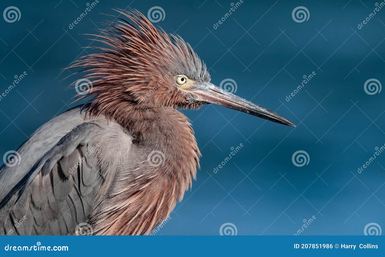 A Reddish Egret in Florida stock photo. Image of icefields - 207851986