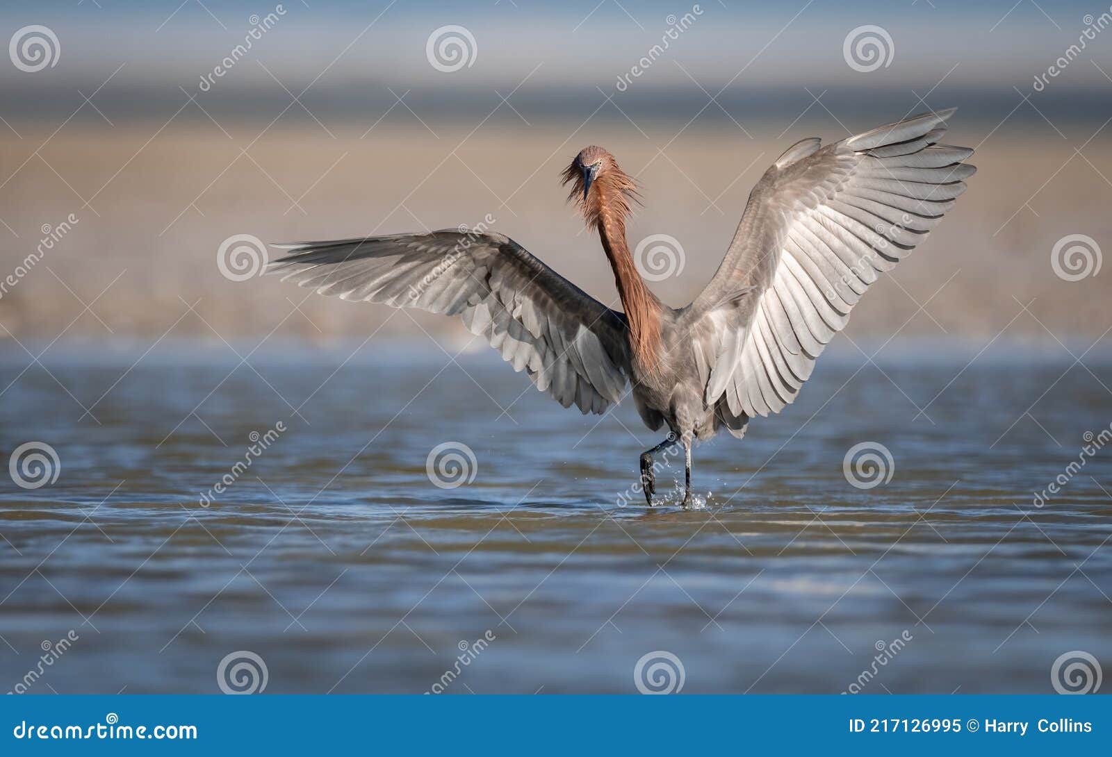 A Reddish Egret in Florida stock image. Image of acadia - 217126995