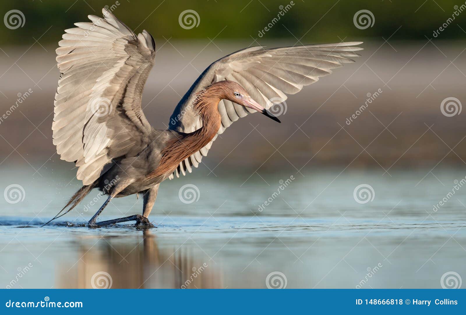 Reddish Egret in Florida stock photo. Image of coral - 148666818