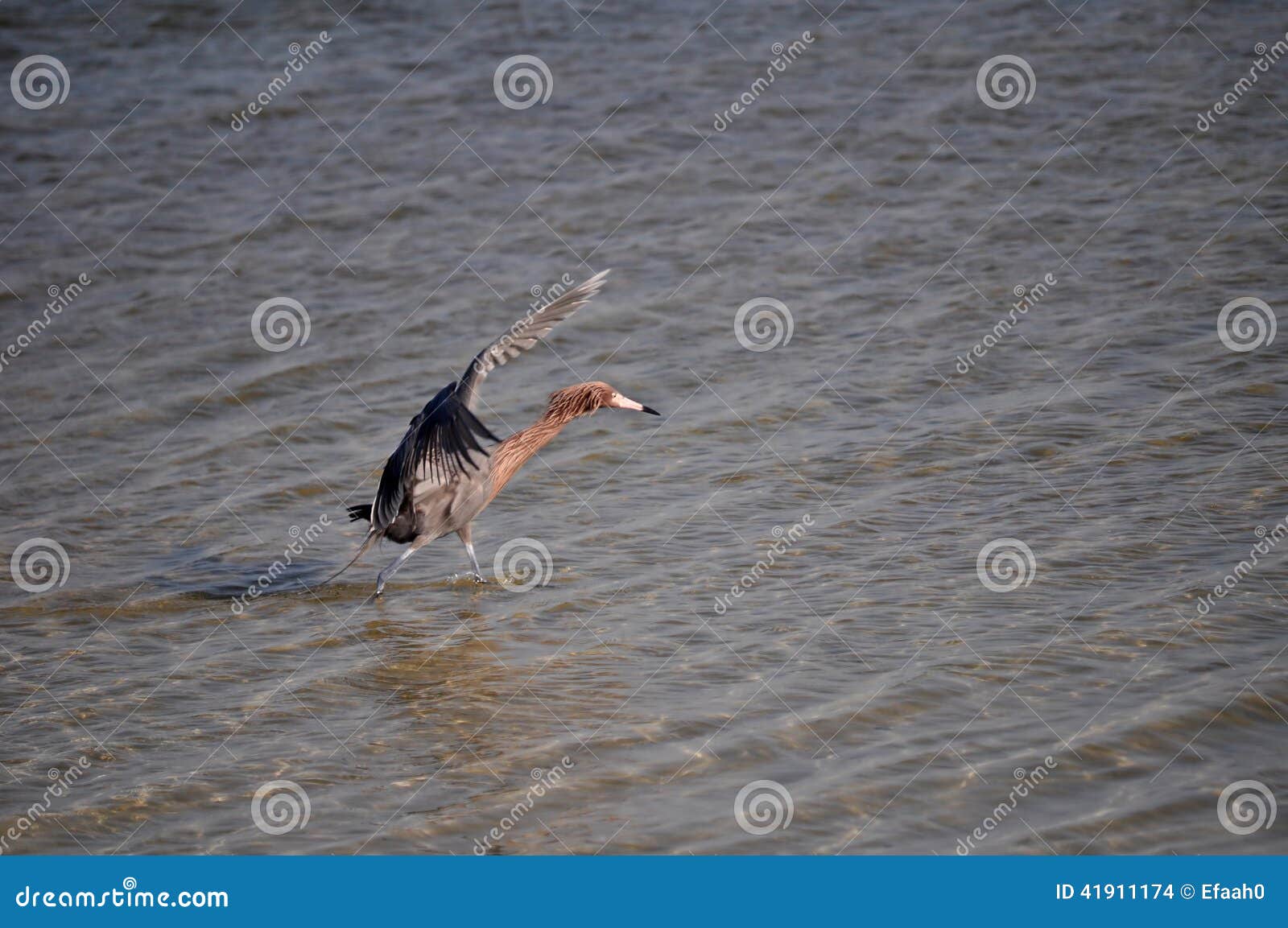 A Reddish Egret Performing a Hunting Dance Stock Photo - Image of bird ...