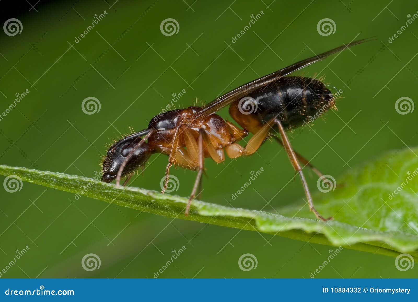 A Reddish Female Winged Ant Stock Photo - Image of fauna, brown: 10884332
