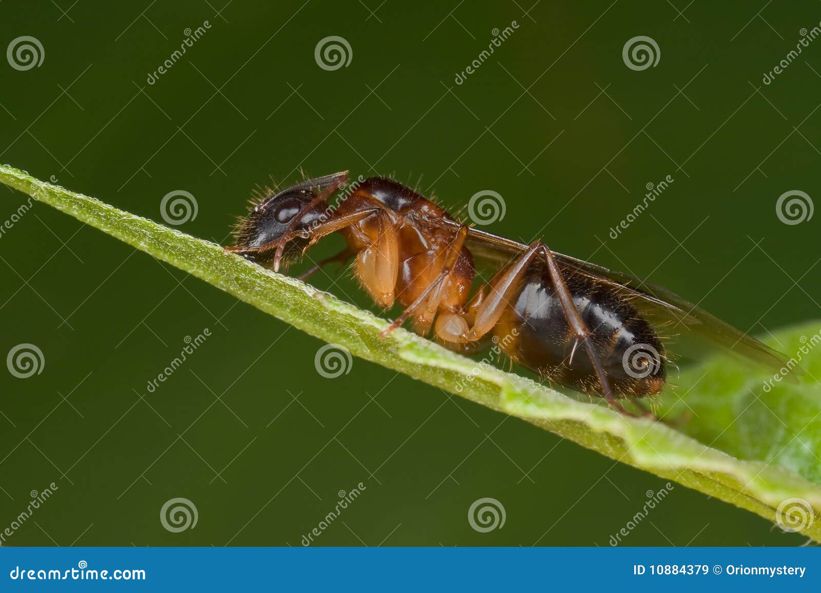 A Reddish Female Winged Ant Stock Image - Image of nature, leaf: 10884379