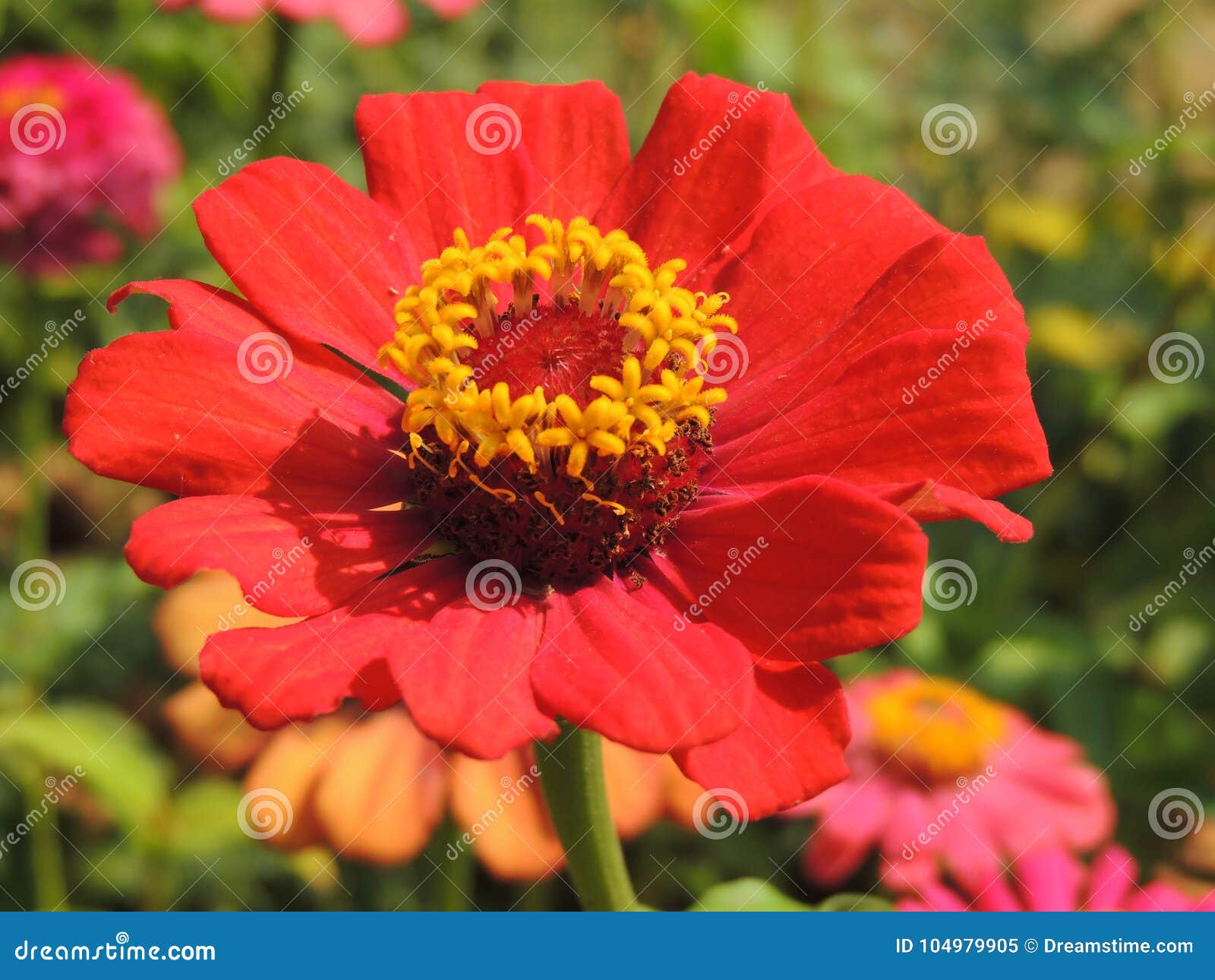 The Reddish Flower stock image. Image of pink, beautiful - 104979905