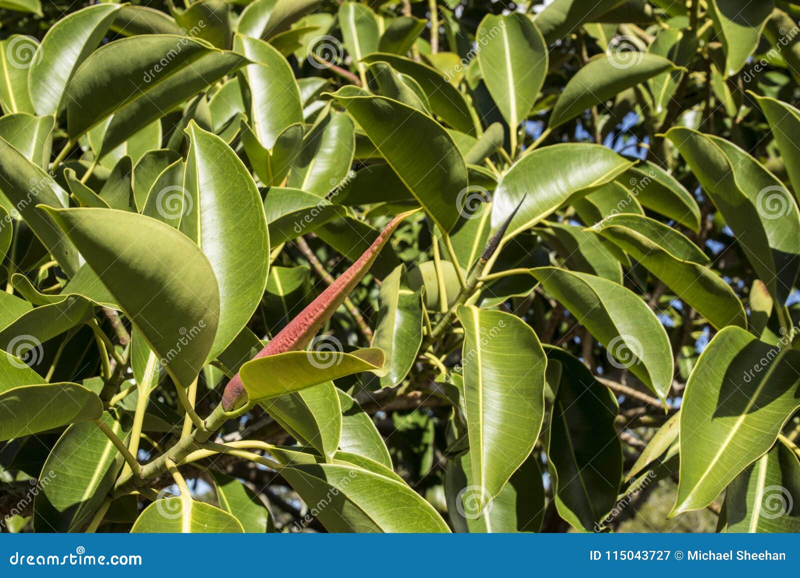 Reddish Flower of a Rubber Tree Stock Image - Image of clouds, morning ...