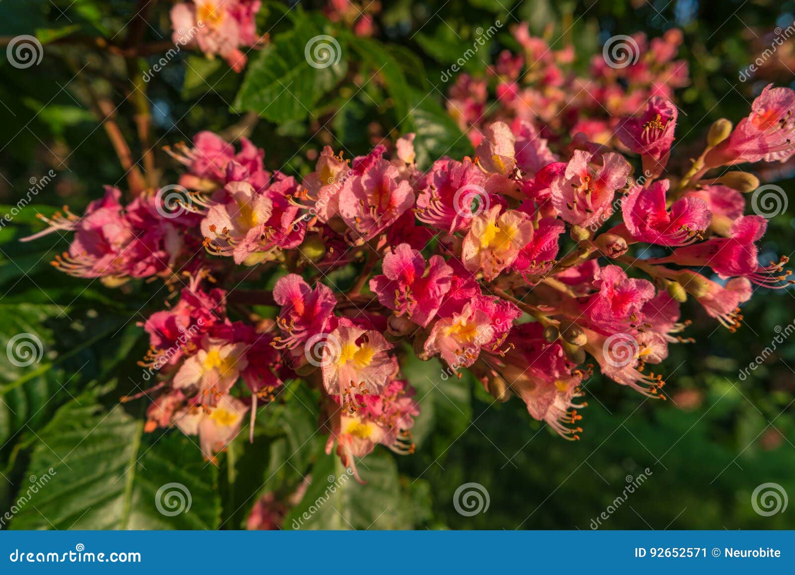 Reddish Flowers of Chestnut Tree at Sunset in Spring Stock Image ...
