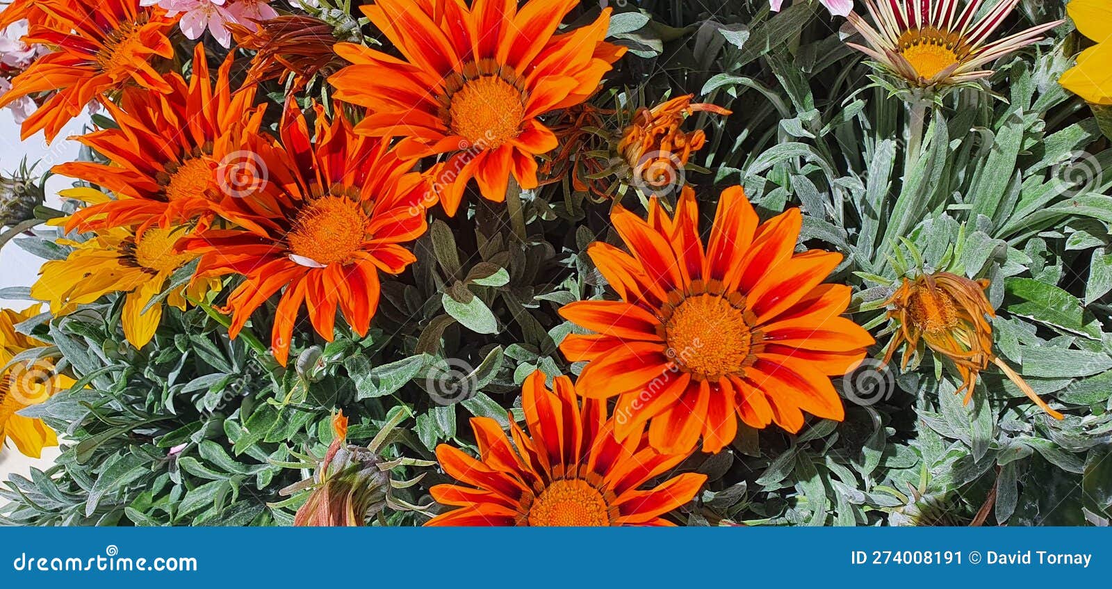 Reddish Flowers in the First Days of Spring. Stock Image - Image of ...