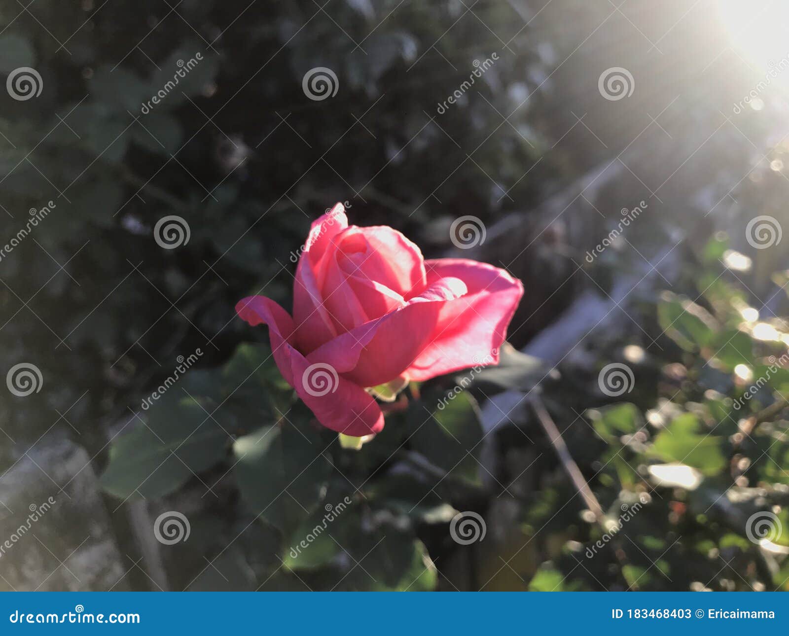 Red Rose in Backlight Sun Shine. Garden Flower. Stock Image - Image of ...