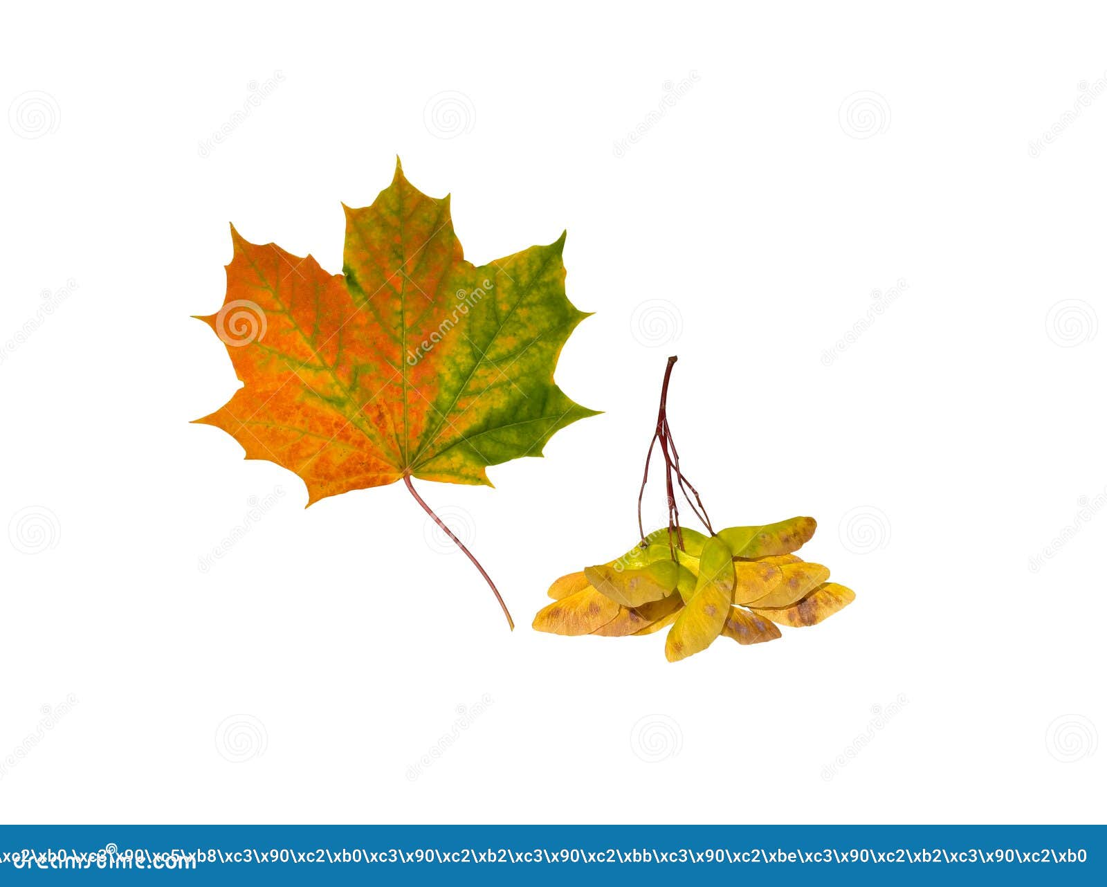 Reddish-green Maple Leaf and Maple Seeds Stock Image - Image of bright ...