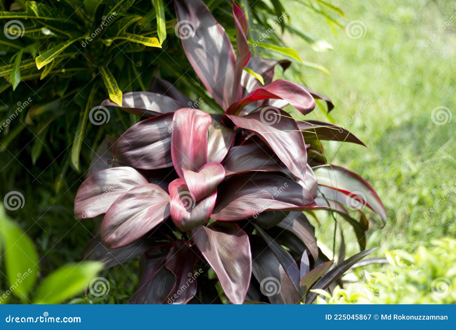 The Reddish-green Vegetation and the Background are Blurred Stock Image ...