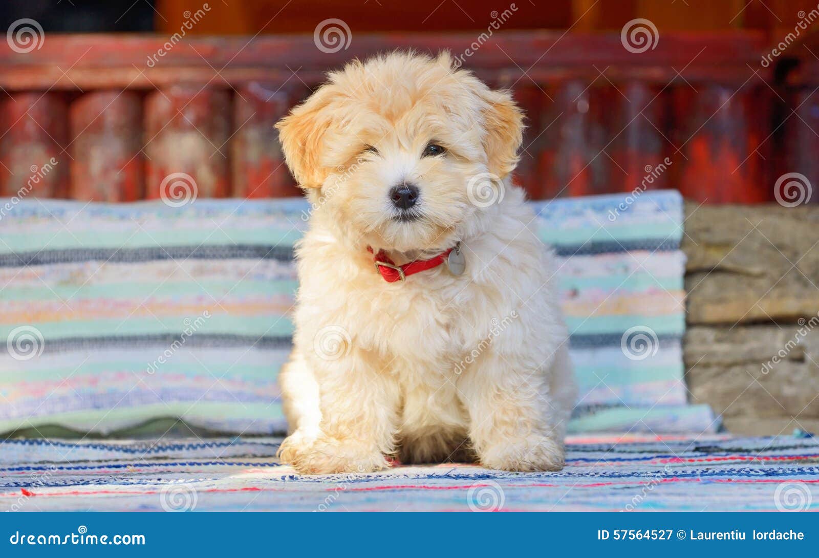 Reddish havanese puppy dog stock image. Image of longhair - 57564527