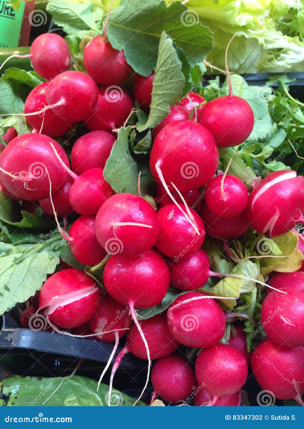 Reddish stock photo. Image of reddish, vegie, healthy - 83347302