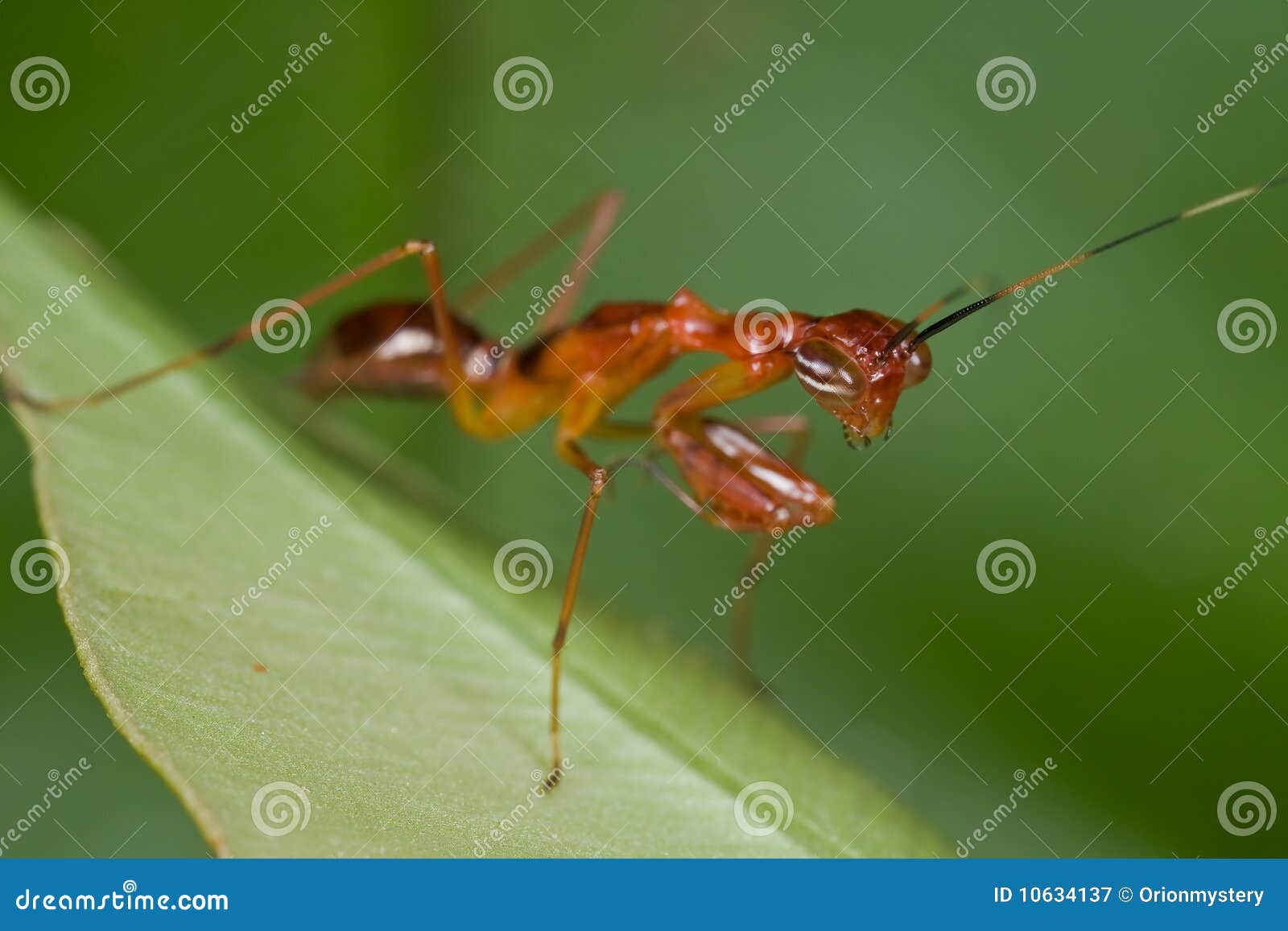 A reddish mantis nymph stock image. Image of brown, fauna - 10634137