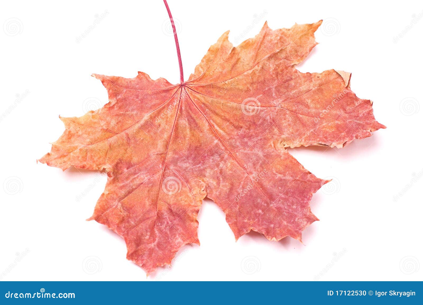 Reddish maple leaf stock photo. Image of background, leaf - 17122530