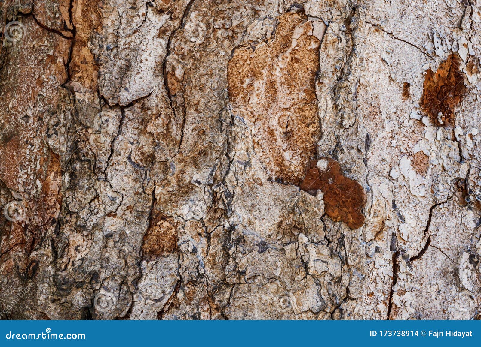 Reddish Orange-brown Tree Bark Texture Background Stock Photo - Image ...