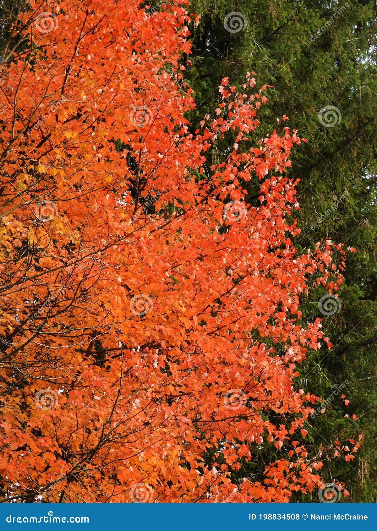 Reddish Orange Maple Tree Contrasted with Green Pine Tree Stock Photo ...