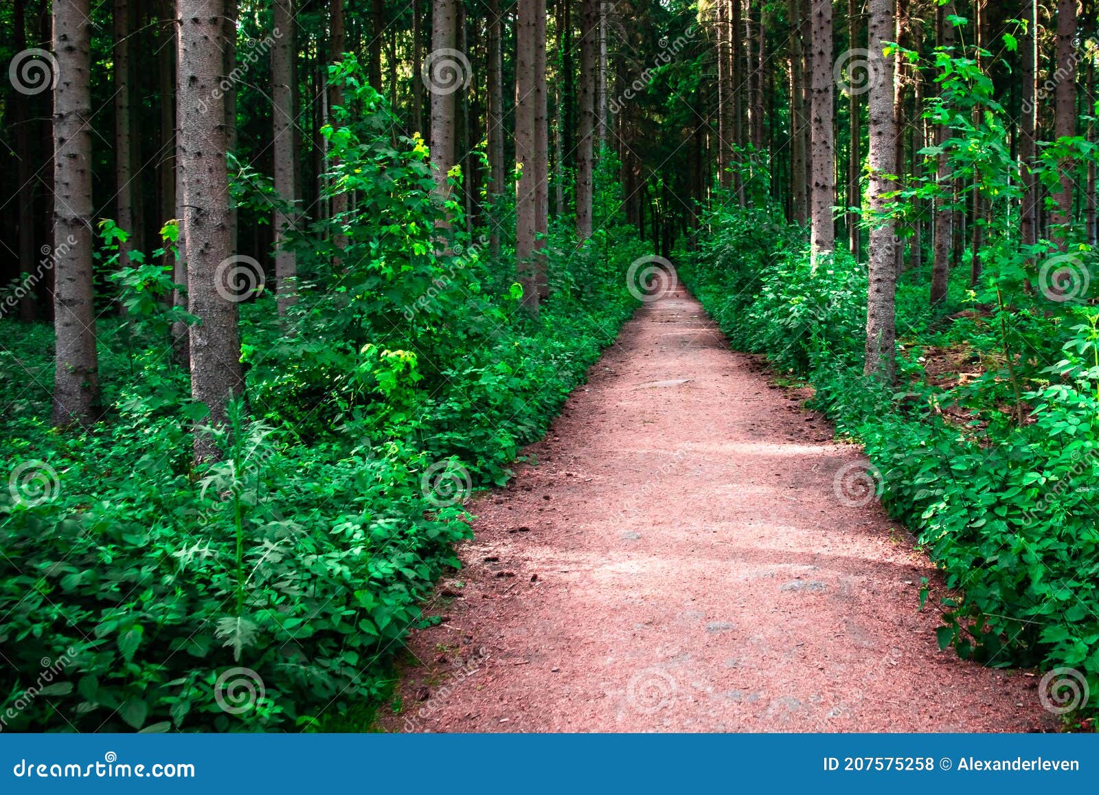 Reddish Perspective Straight Forest Path through a Spruce Forest Stock ...