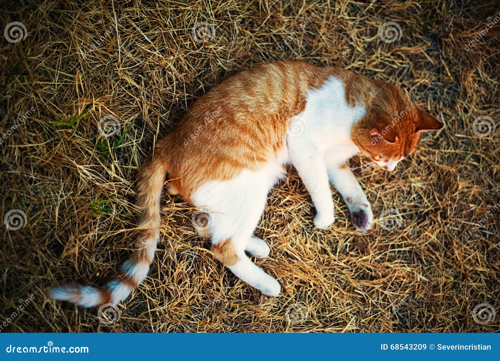A Reddish Tomcat Callousing Stock Image - Image of pigeons, bouquet ...