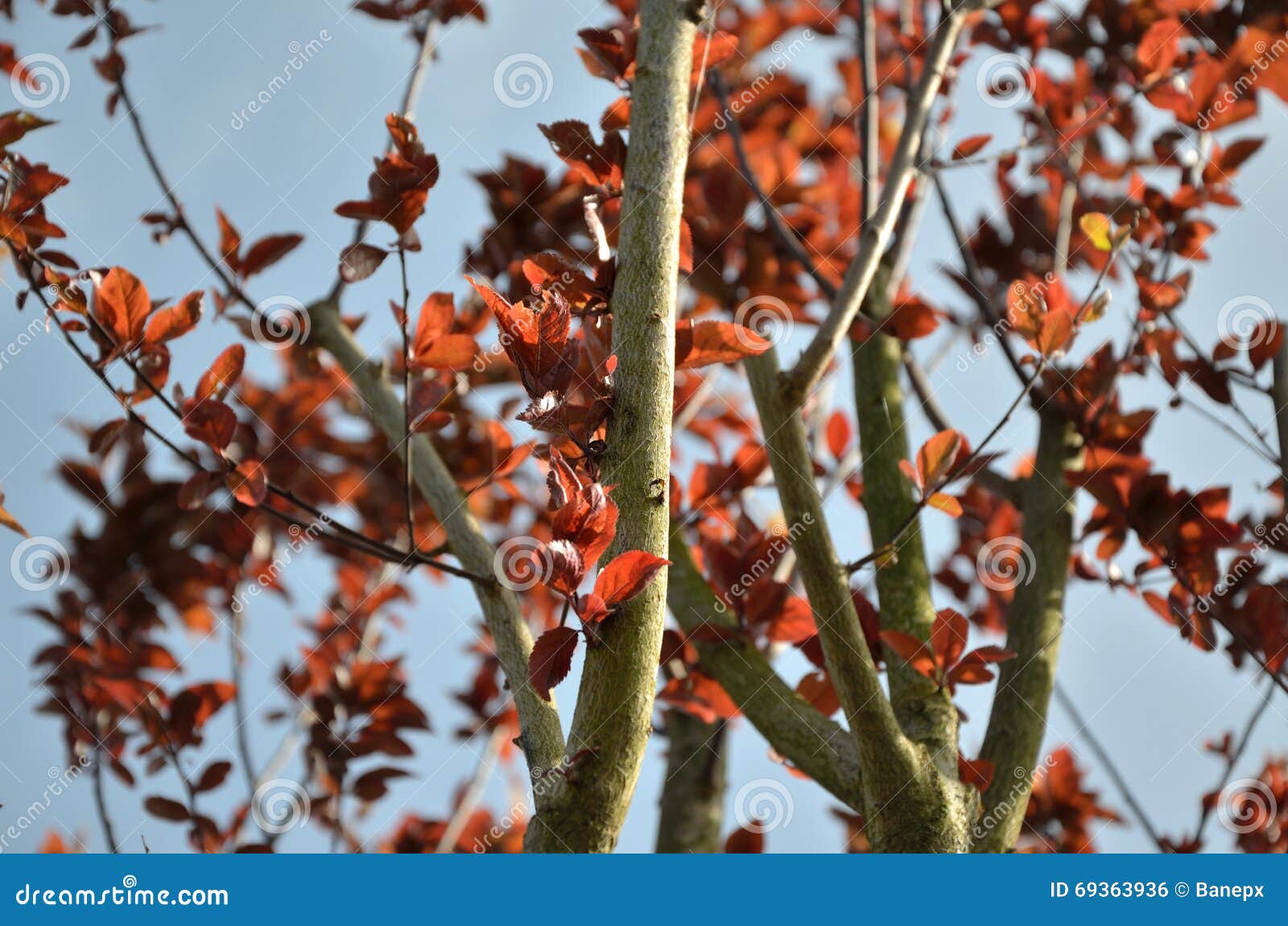 Reddish Tree Branches and Sky Stock Photo - Image of closeup, botany ...