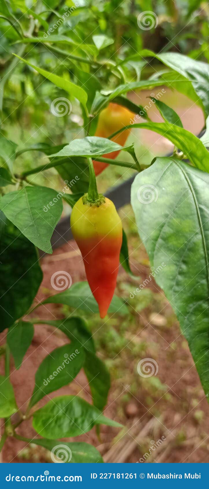 Reddish yellow chilly stock image. Image of fruit, dish - 227181261